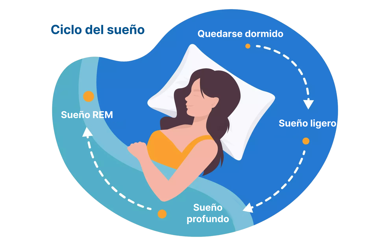Las Fases Del Sueño Cuáles Son Y Cuánto Duran